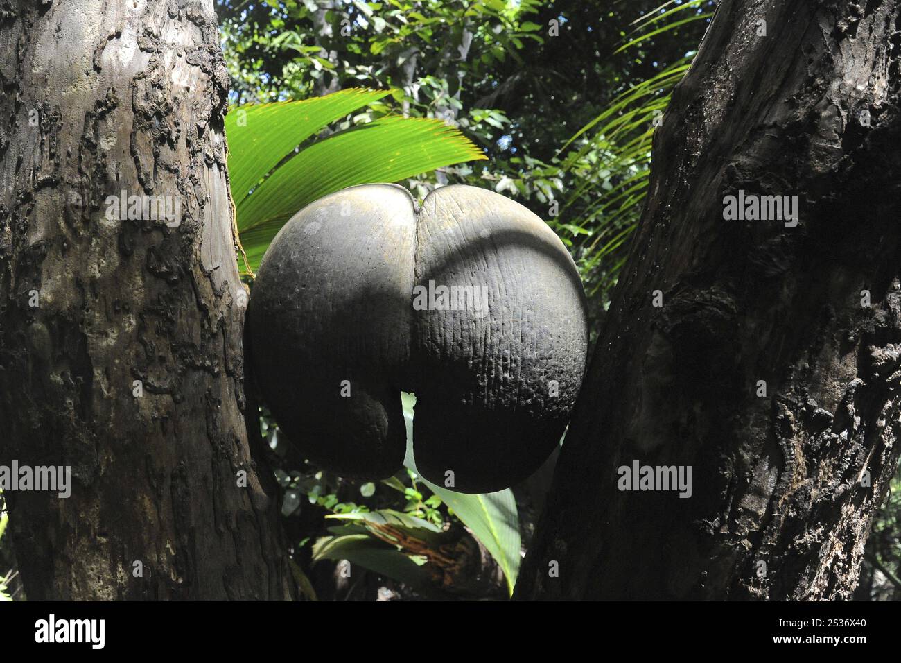 Coco de mer, the largest seed in the world Stock Photo - Alamy