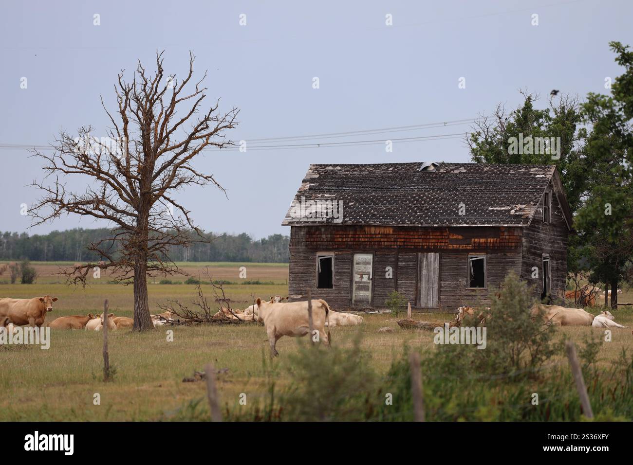 cattle occupy the yard of an abandoned farm house Stock Photo - Alamy