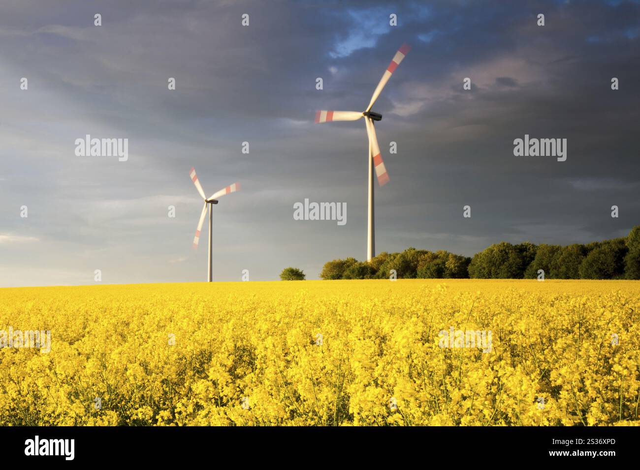 Rotating wind turbines in a flowering rapeseed field Stock Photo - Alamy