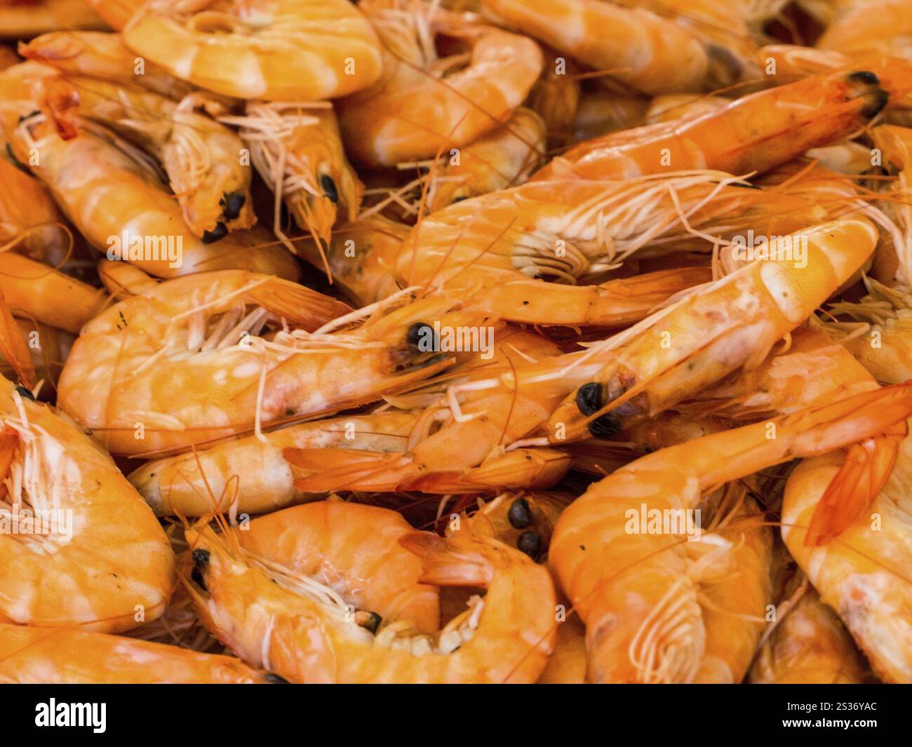 Fresh prawns at a fish market waiting for a buyer Stock Photo - Alamy