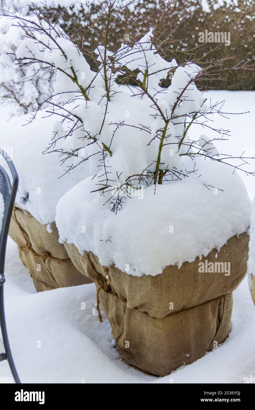 Snow-covered planters in the garden, symbolic photo for winter, winter ...