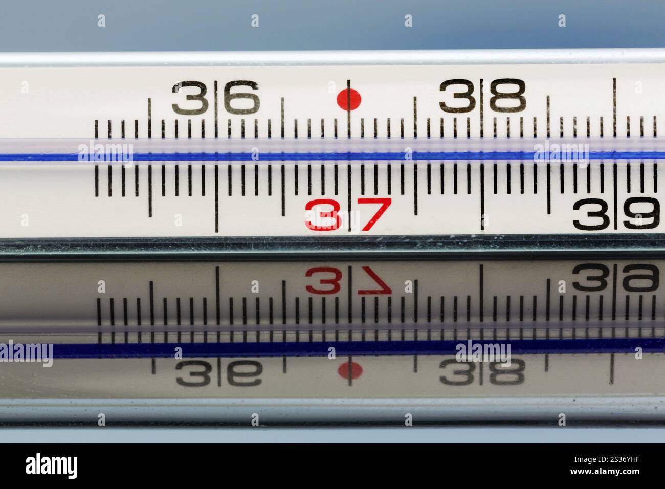 A clinical thermometer is reflected on a glass plate Austria Stock ...