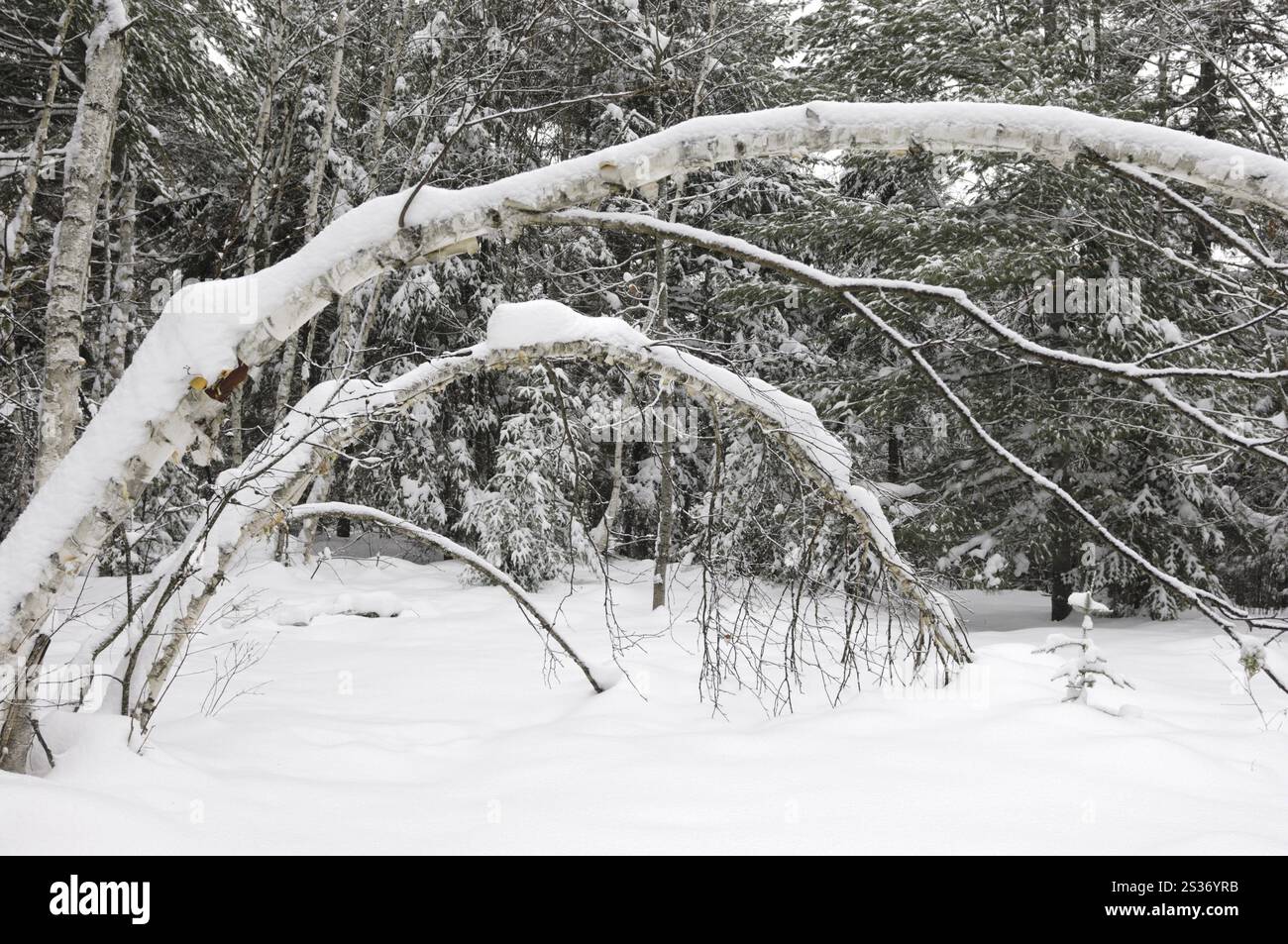 Bent into arches young birch trees after a snow storm. Arrowhead ...