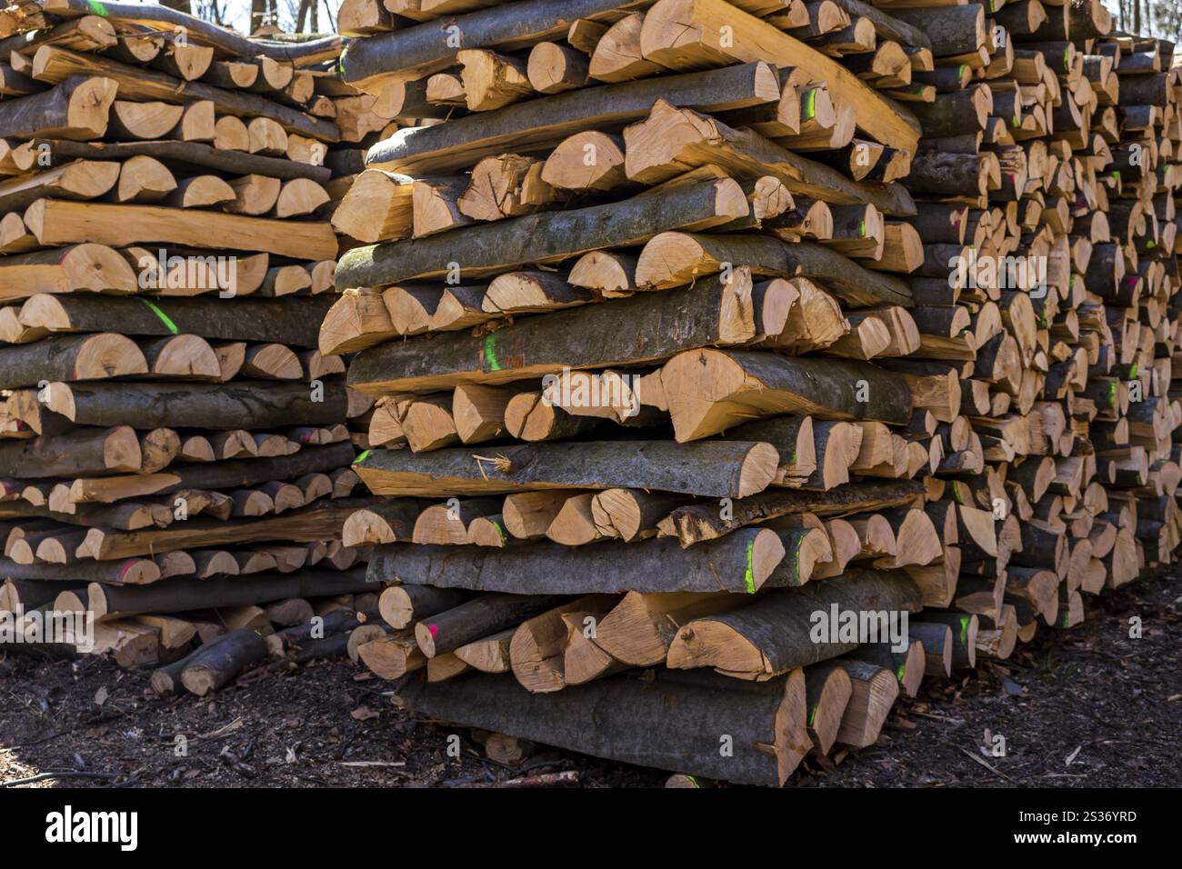Trees in a forest were cut down during timber work. Natural, energy ...