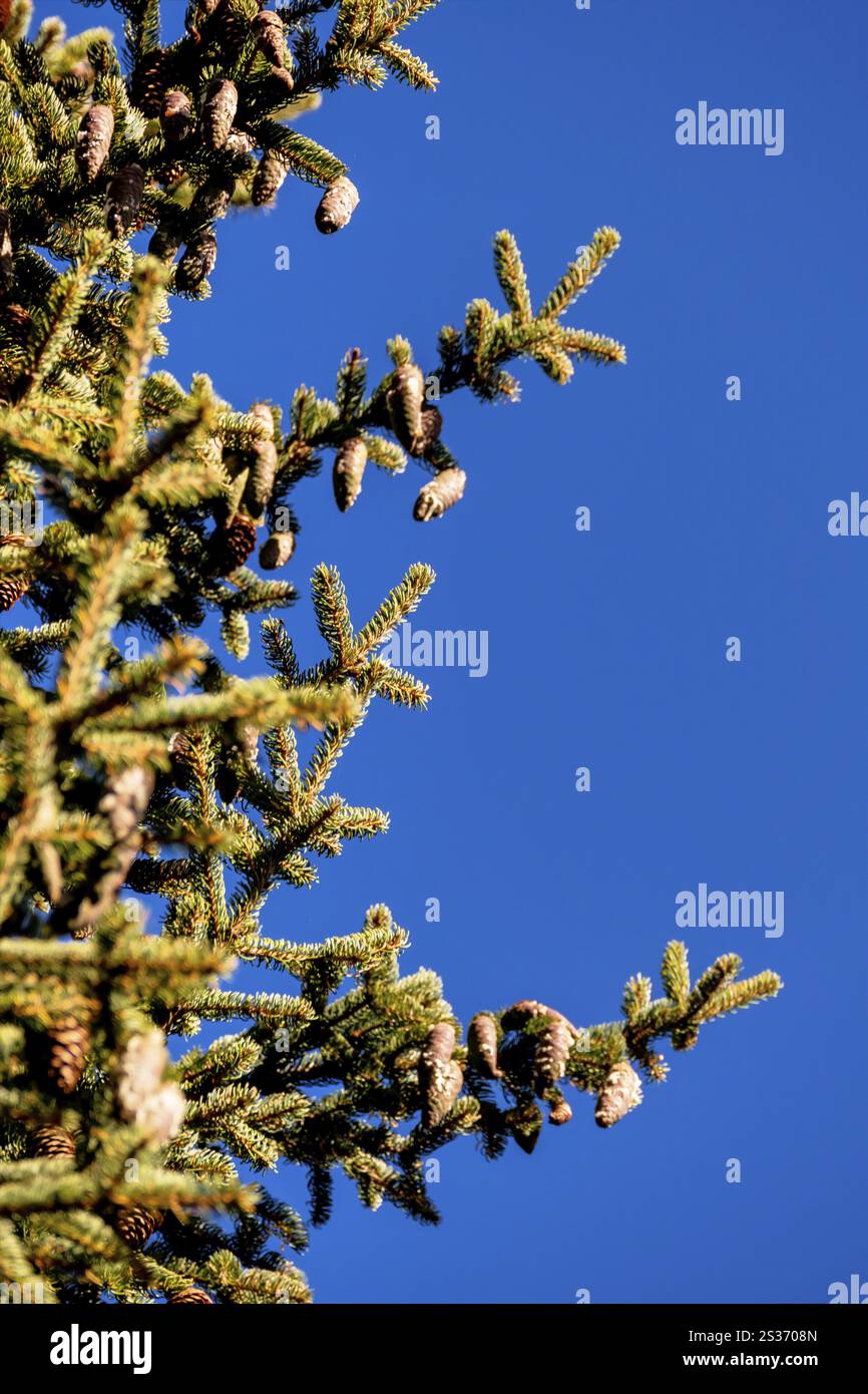 Pine cones and blue sky, symbolising growth, reproduction, change ...
