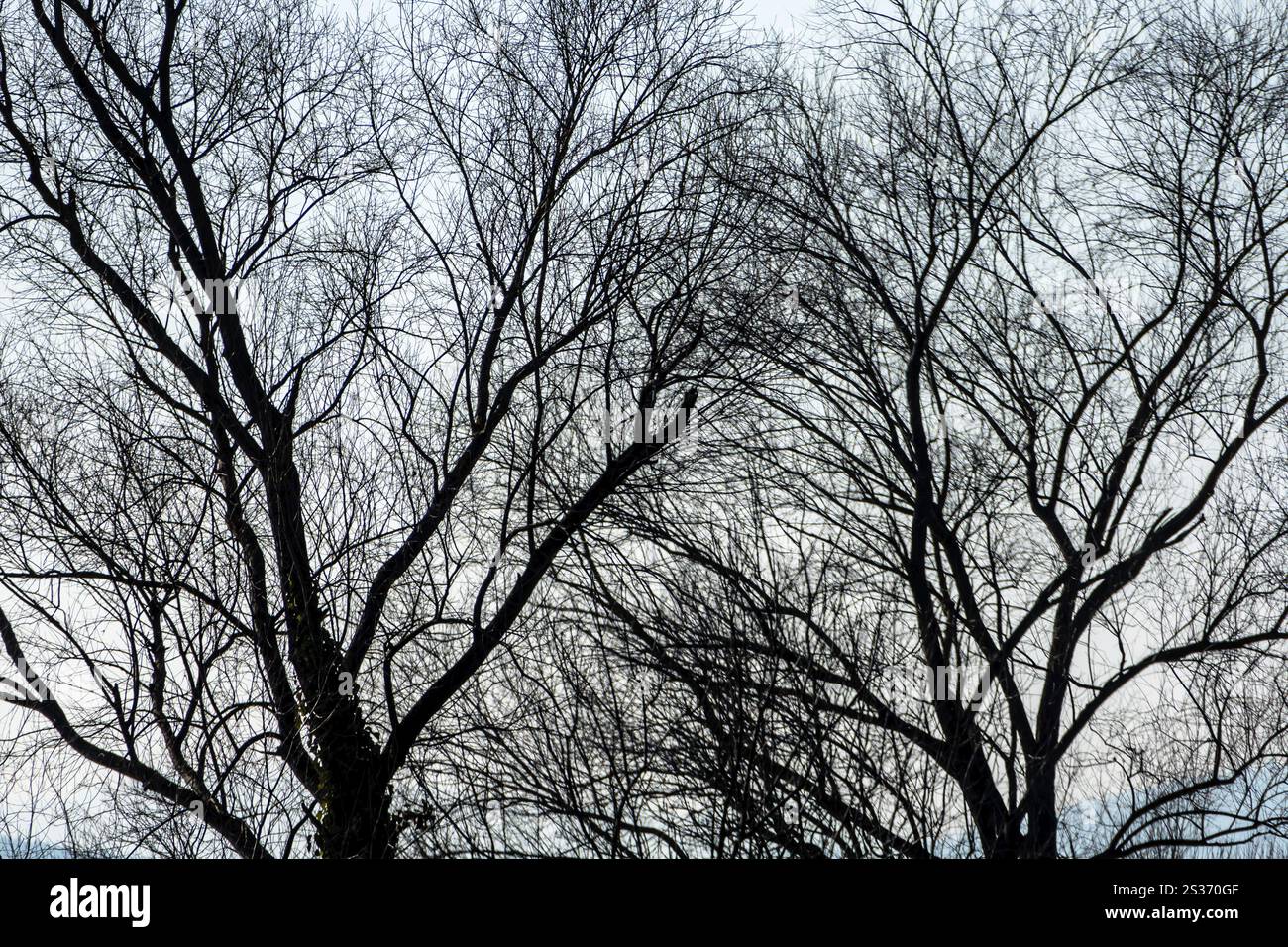 Treetops in autumn, symbol of growth, nature, network, climate ...