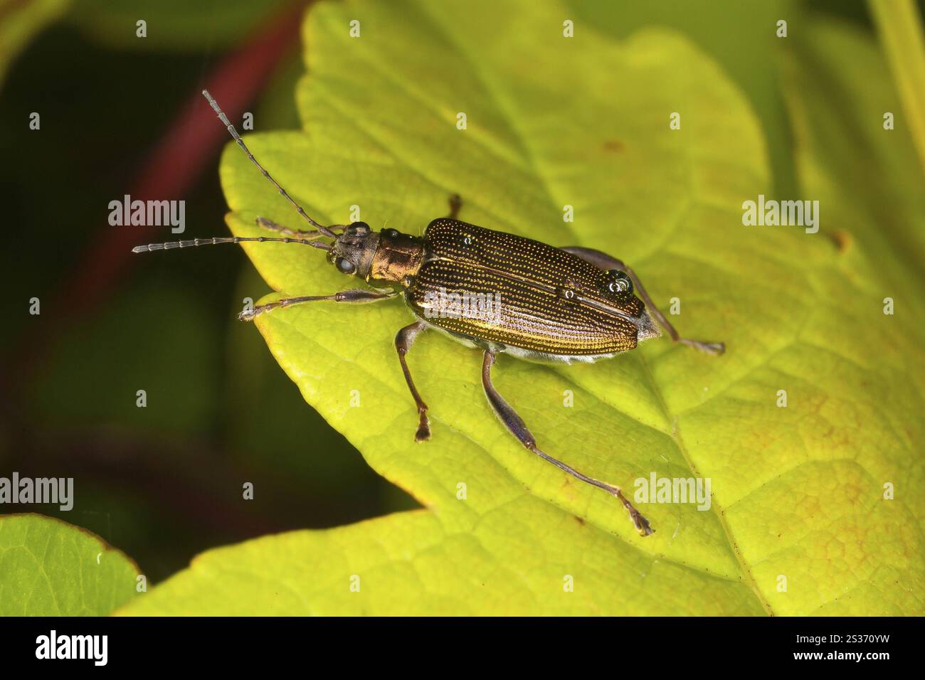 Donacia simplex, leaf beetle Stock Photo - Alamy