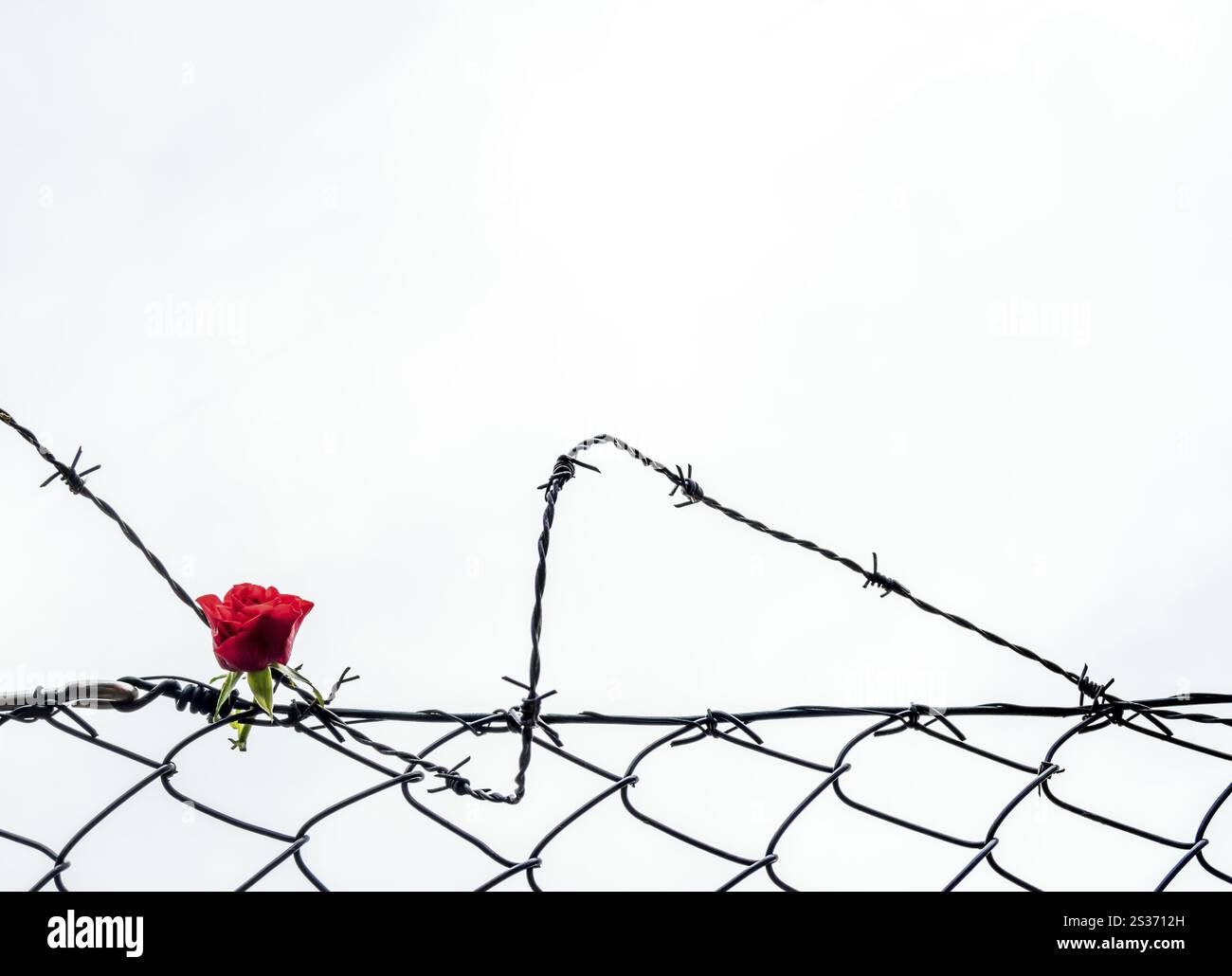 A rose stuck in barbed wire. Symbolic photo for separation, love ...