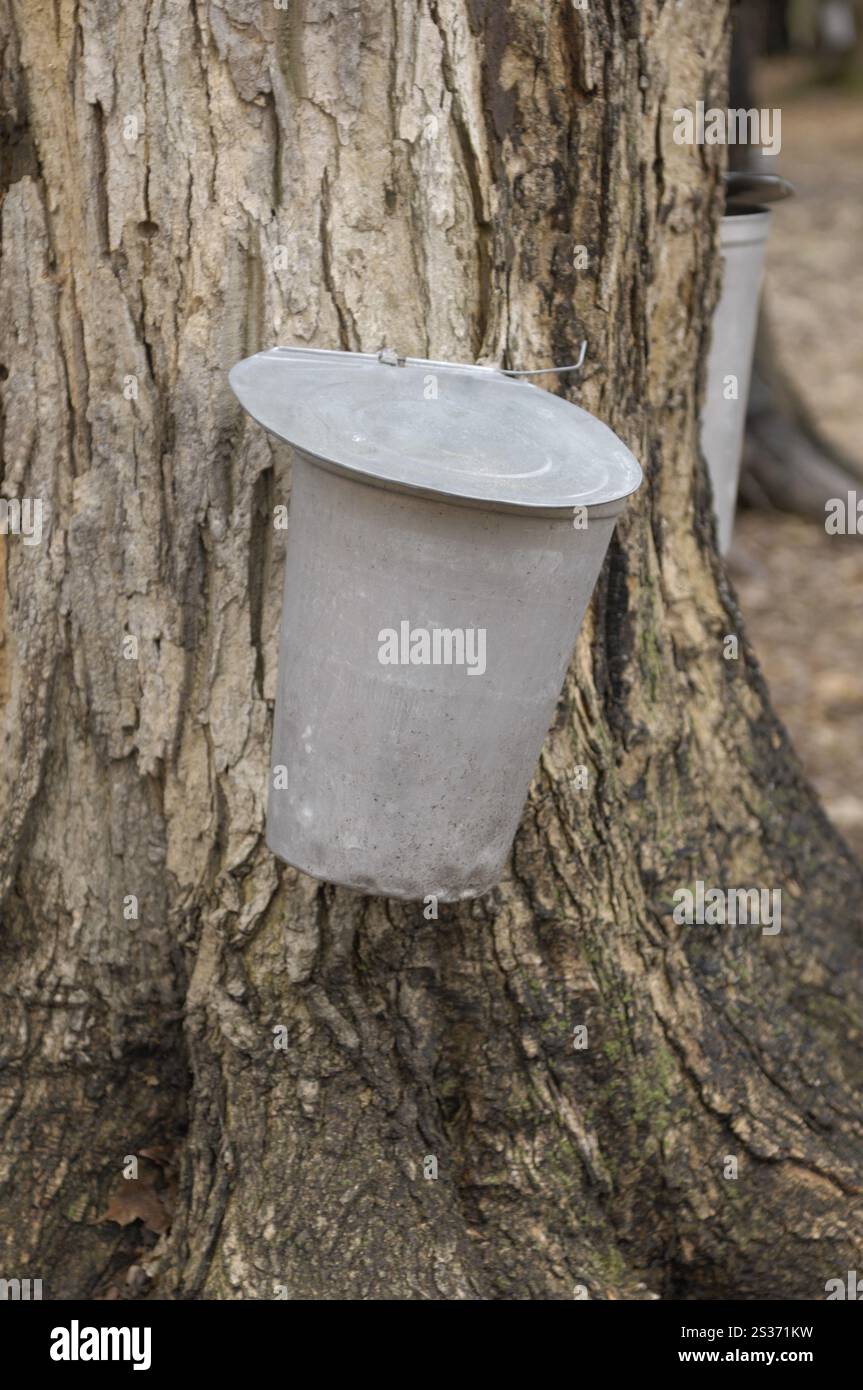 Metal buckets attached to a tap in a sugar maple. Collecting maple sap ...