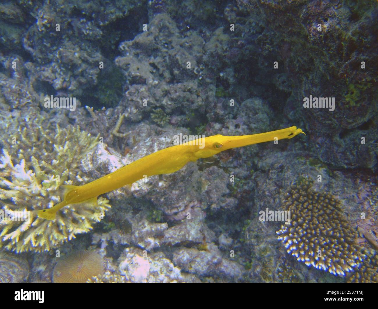 Yellow trumpet fish, Mirihi, Ari Atoll, Maldives Mirihi, Maldives, Asia ...