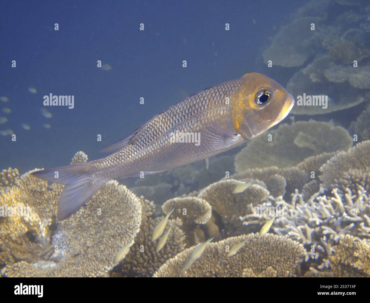 Humpback Bream, South Ari Atoll, Maldives Maldives Stock Photo - Alamy