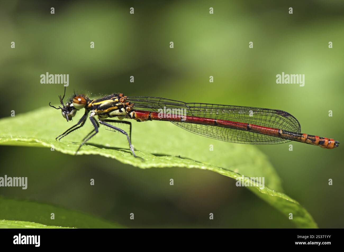 Large red damselfly, Pyrrhosoma nymphula, Large red damselfly Stock ...