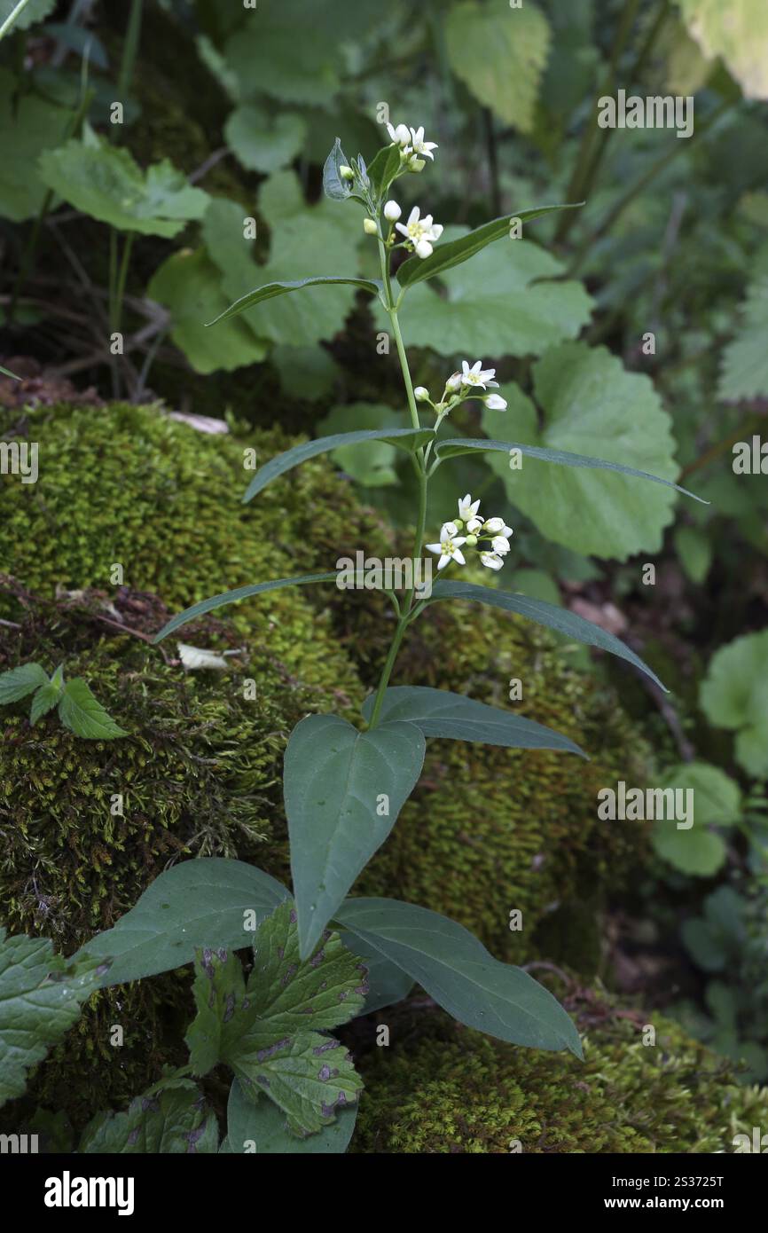 Vincetoxicum hirundinaria, White Swallow-wort, White Swallow-wort Stock ...