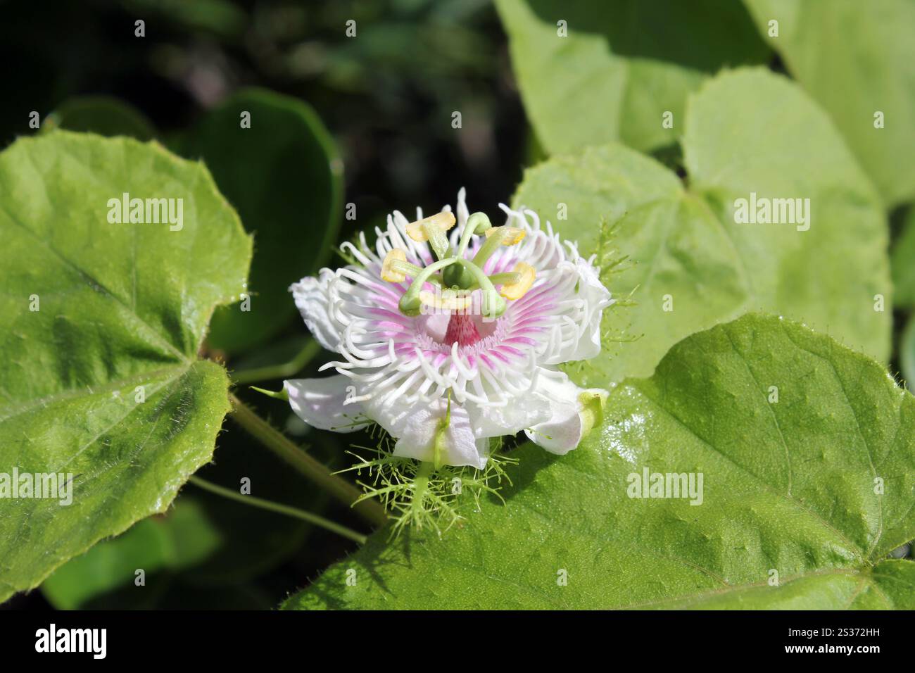 Flower on a Stinking Passion Vine (Passiflora foetida) plant Stock ...