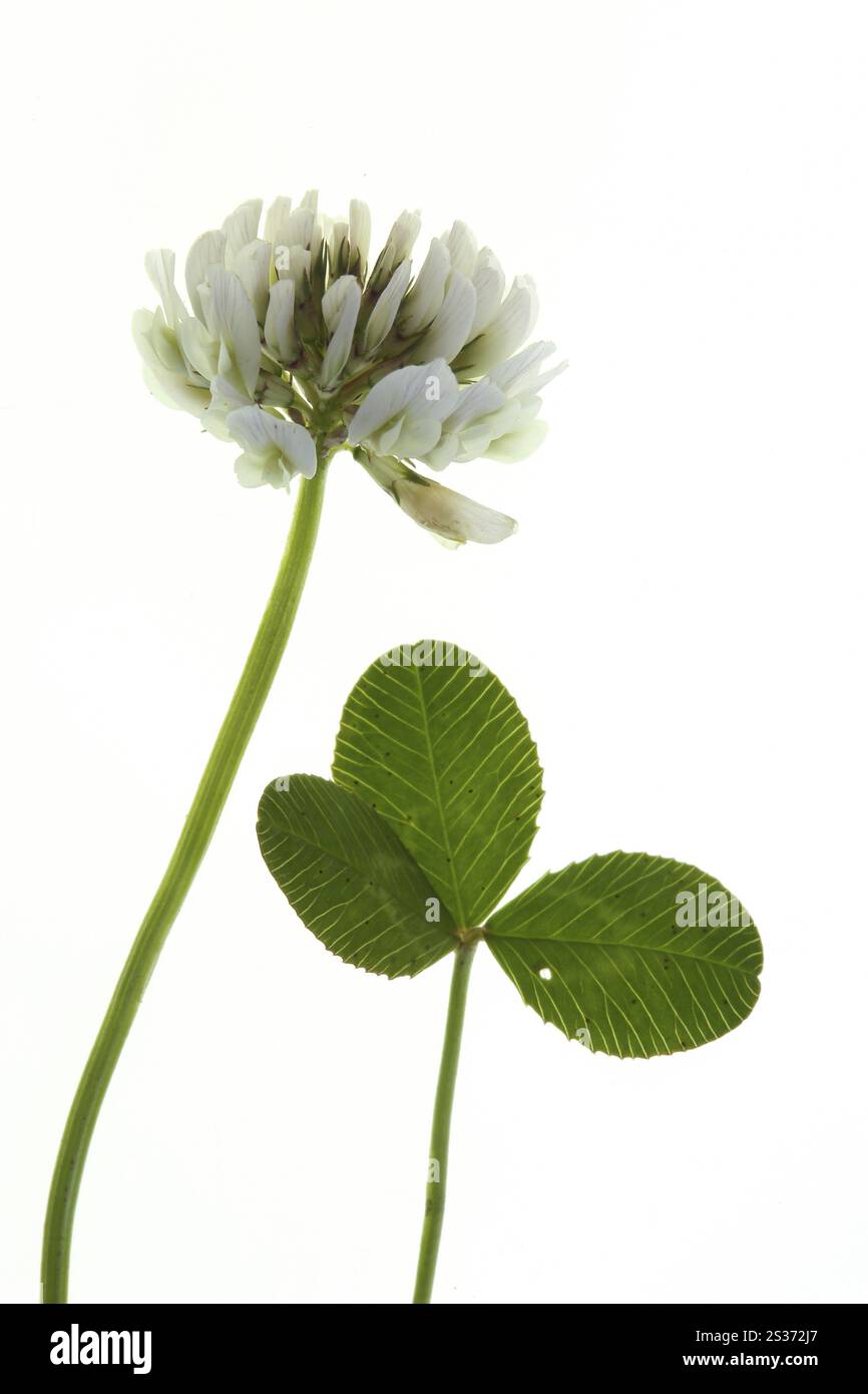 Trifolium repens plants Cut Out Stock Images & Pictures - Alamy