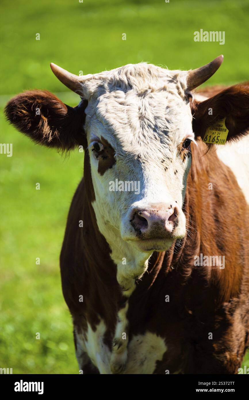 Dairy cow on summer pasture, symbolic photo for milk production and ...