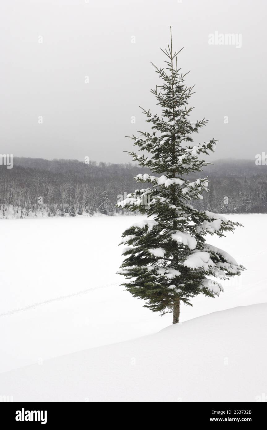 Lone fir tree near frozen and covered with snow Arrowhead Lake. Arrowhead Provincial Park ...