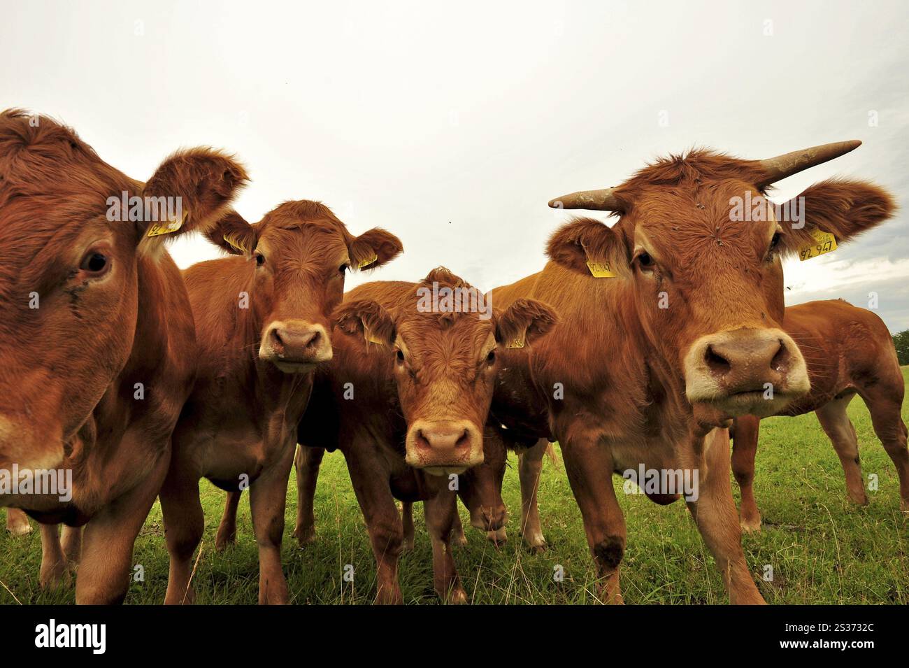 Black Forest cattle Stock Photo - Alamy