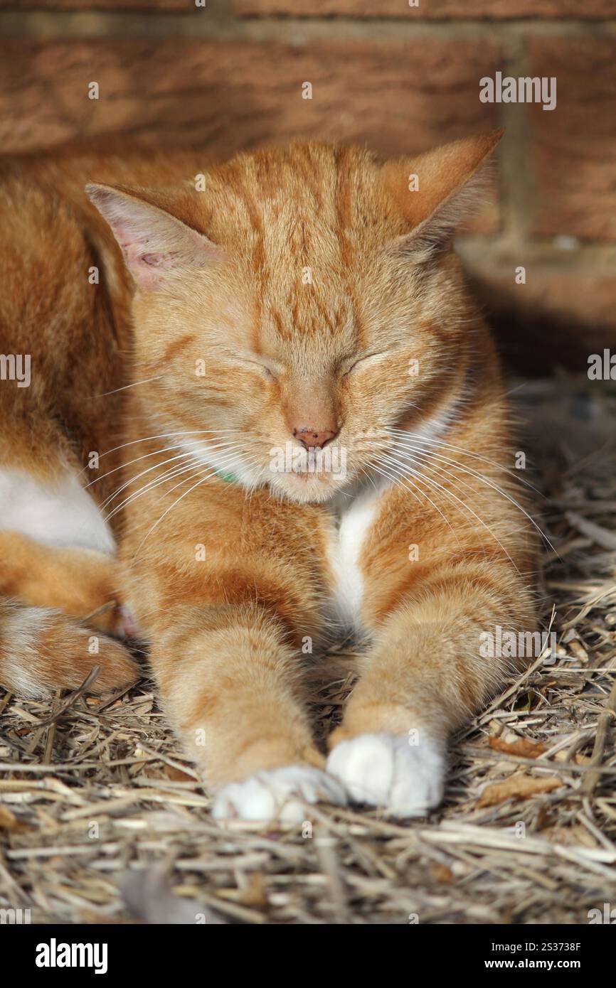 Adorable ginger cat sleep hi-res stock photography and images - Alamy