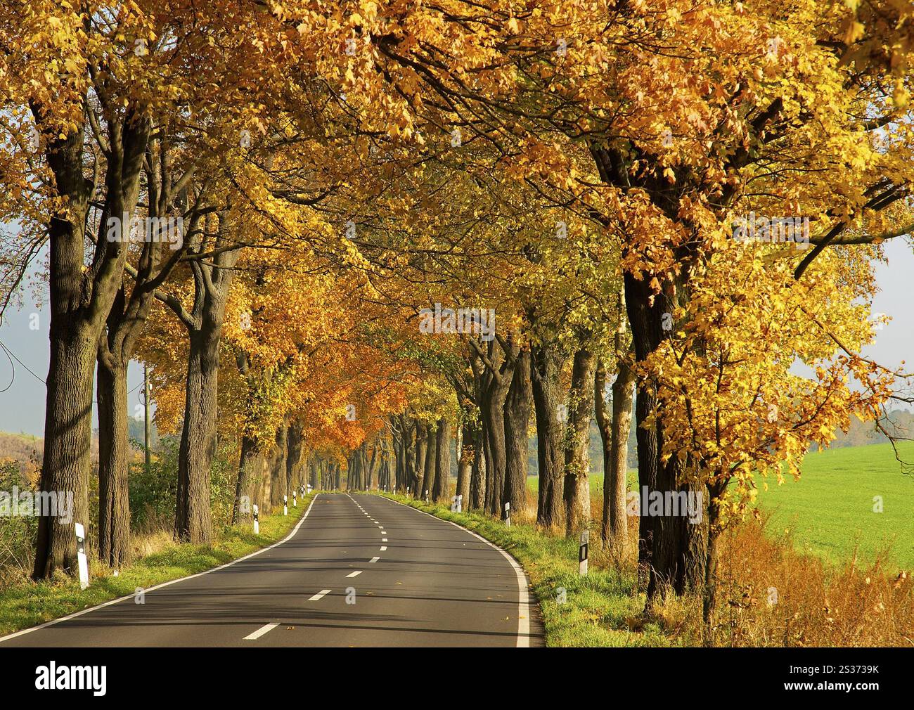 Golden October on Brandenburg's avenues Stock Photo - Alamy