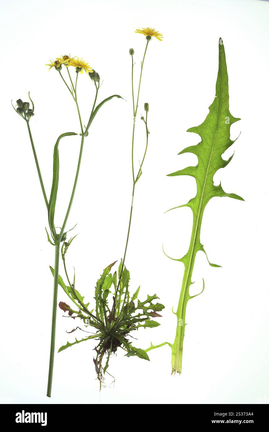 Crepis capillaris, Crepis capillaris, Smooth Hawksbeard Stock Photo - Alamy