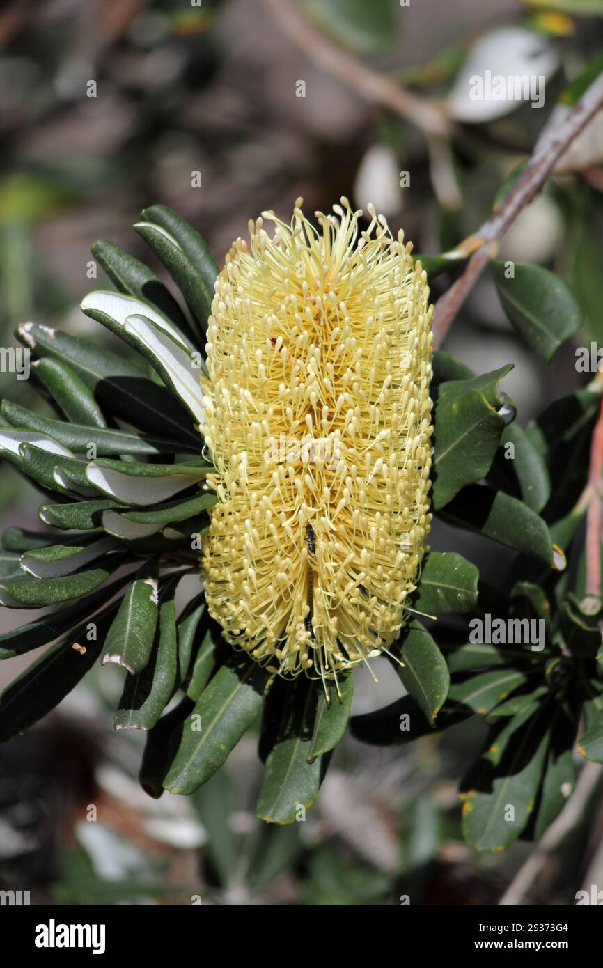 Yellow Banksia flower on a plant in a native Australian garden Stock ...