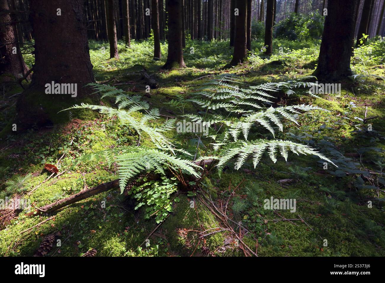 Dryopteris dilatata (carthusiana), thorn fern, Broad Buckler Fern Stock ...