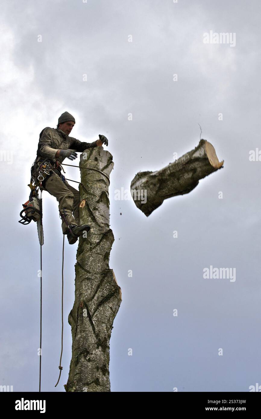 Lumberjack at work Stock Photo - Alamy