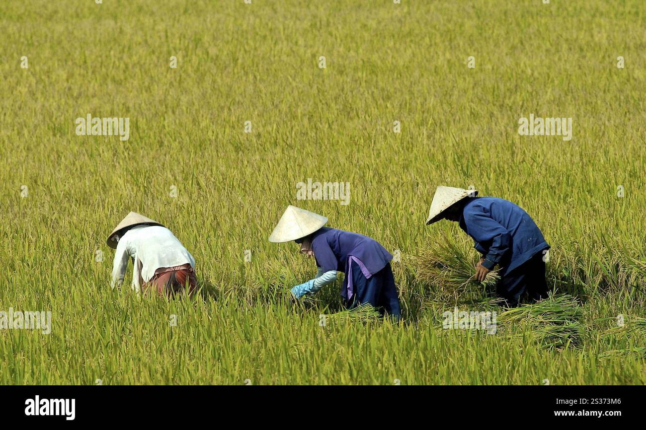 Vietnamese rice field being harvested Stock Photo - Alamy