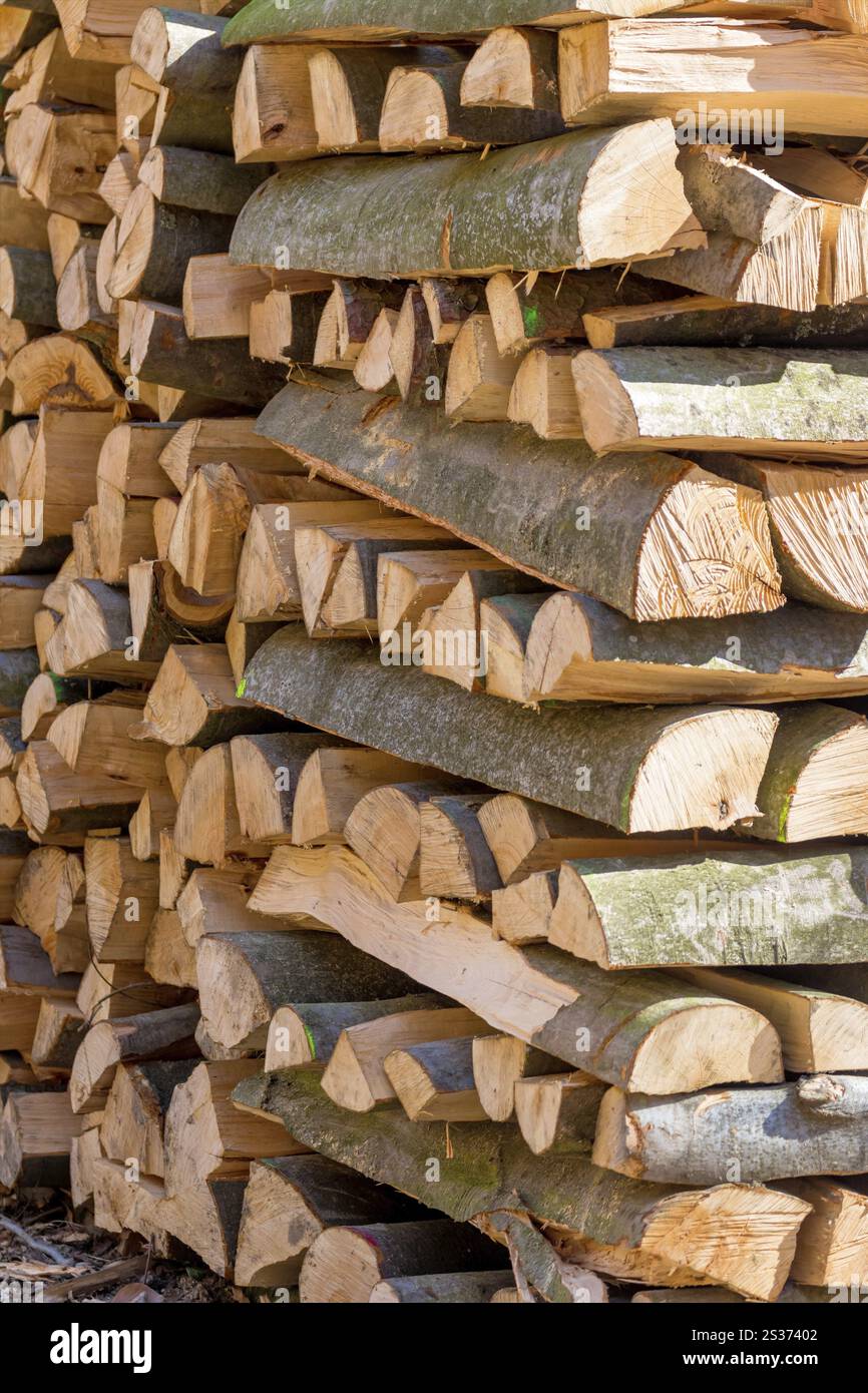 Trees in a forest were cut down during timber work. Natural, energy ...