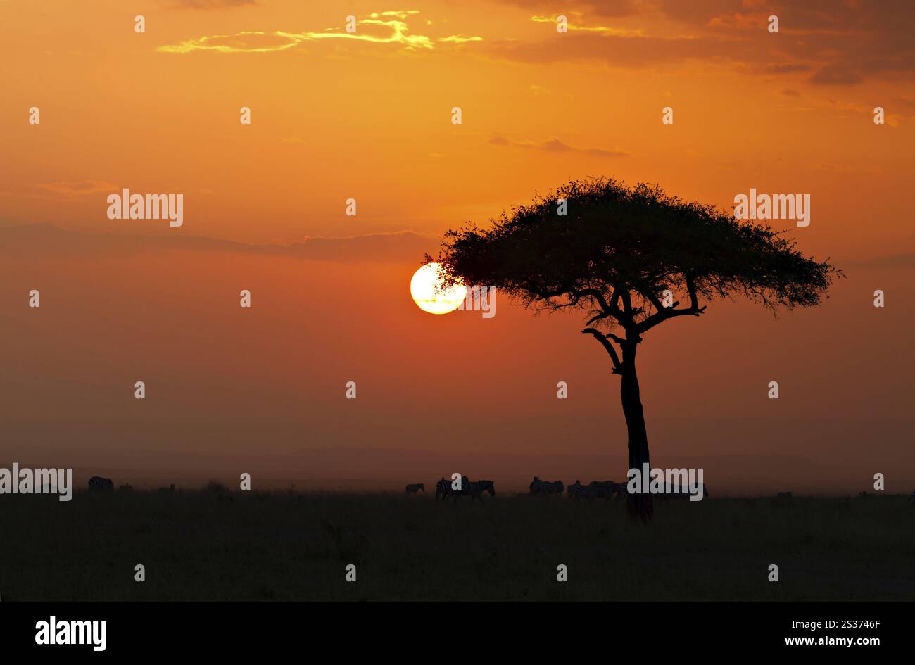 Sunset in Masai Maria National Reserve with acacia tree and zebra ...
