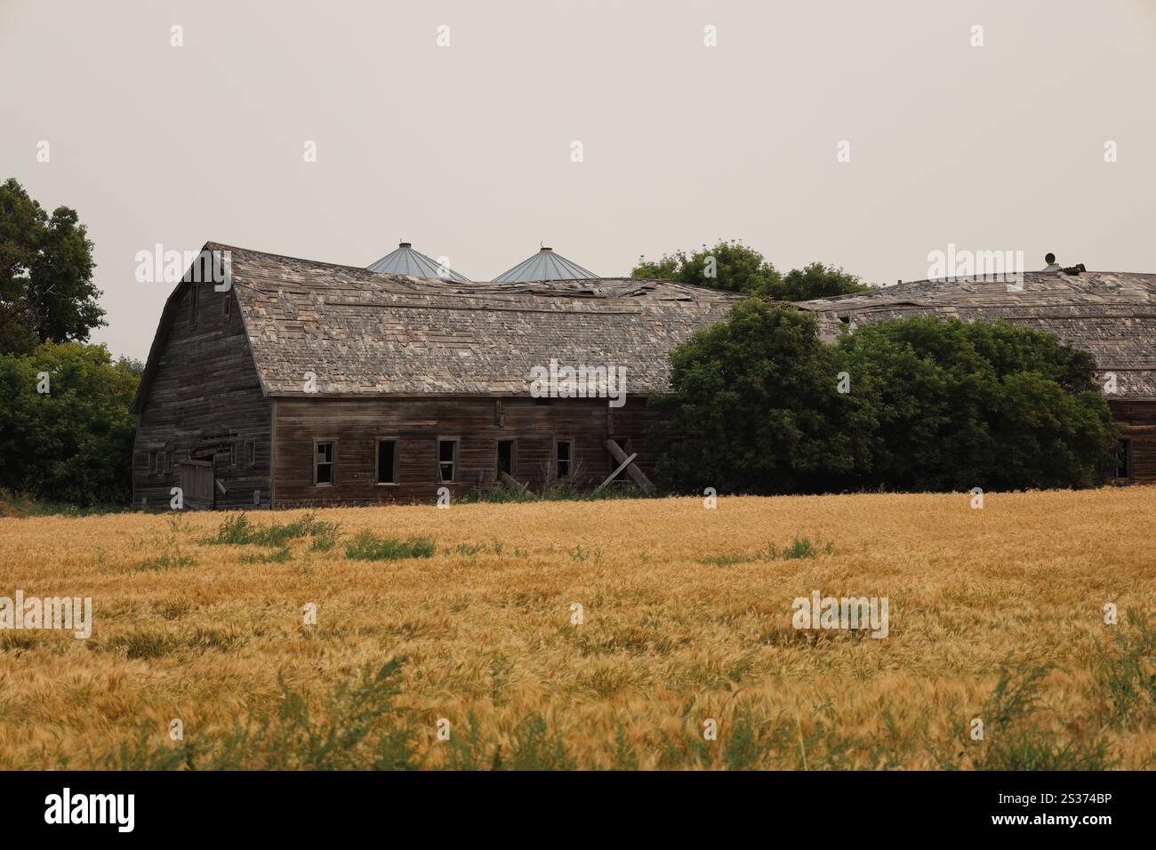 large rustic rural derelict livestock barn with grain bins behind Stock ...