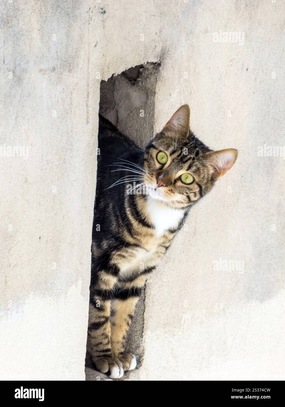 A small cat looks curiously out of a niche in an Austria wall Stock ...