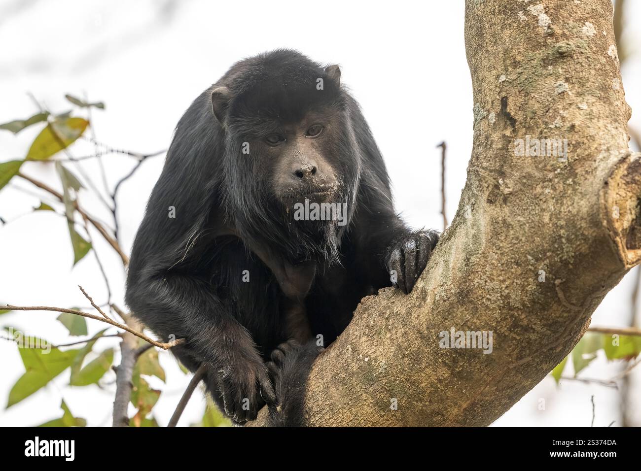 Black howler (Alouatta), Pantanal, inland, wetland, UNESCO Biosphere ...