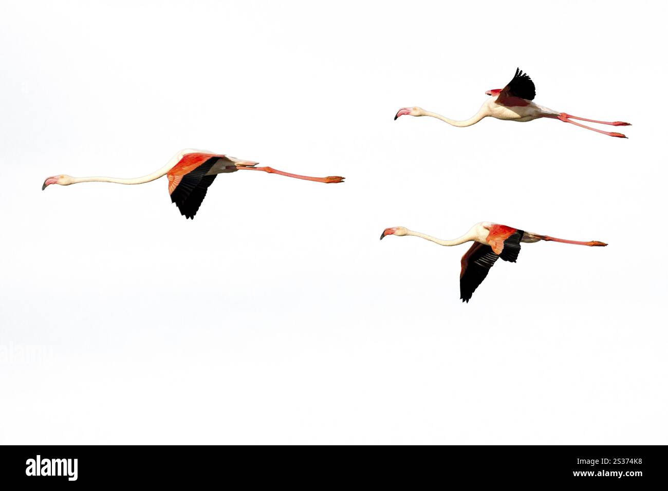 Three flying flamingos against a white background, Provence Stock Photo ...