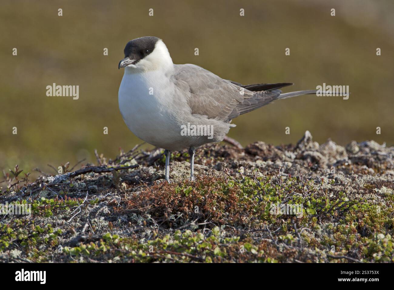 Parasitic Skua, Stercorarius parasiticus, Arctic Skua Stock Photo - Alamy