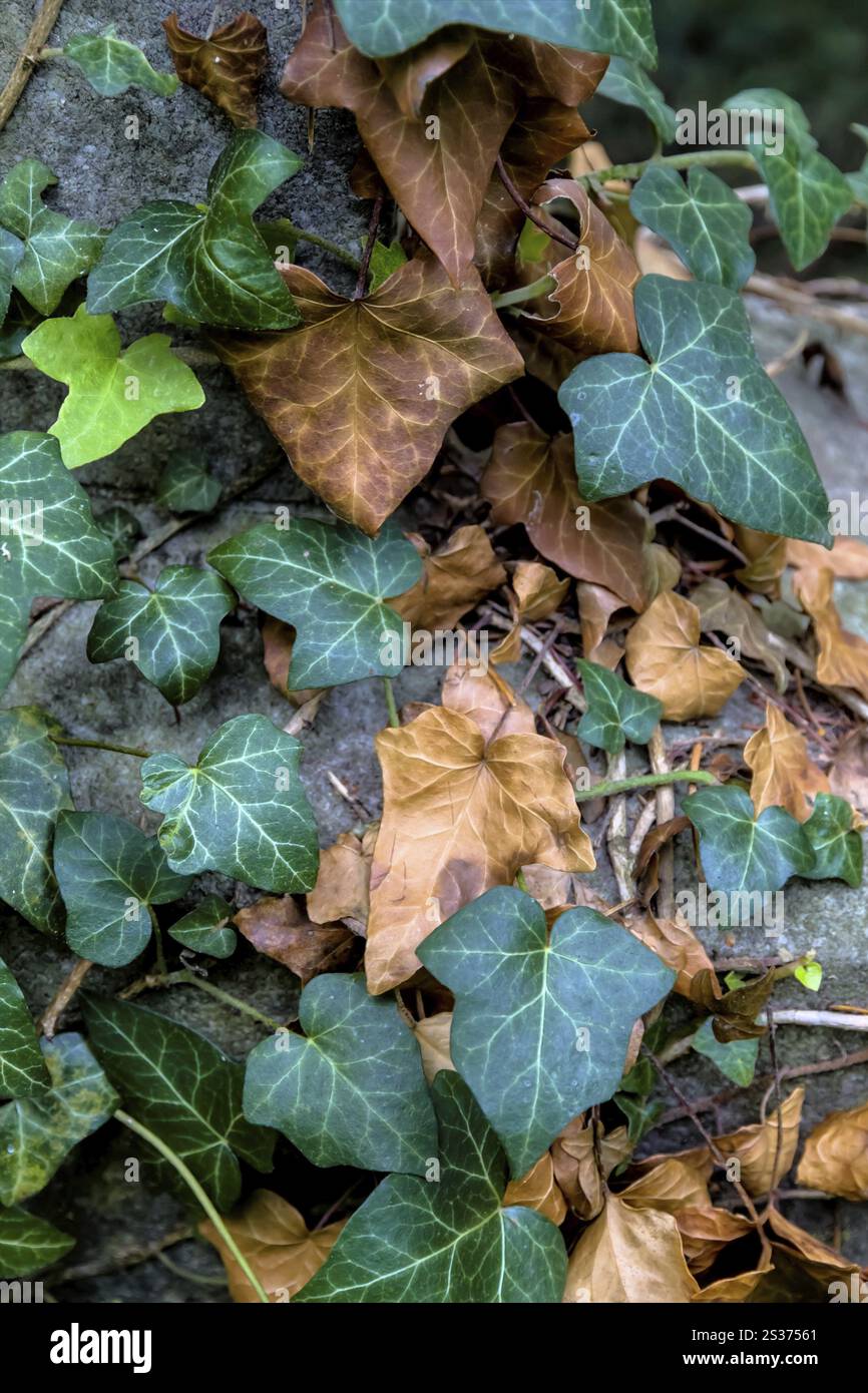 Young and old ivy, symbol of generations, generational conflict, age ...