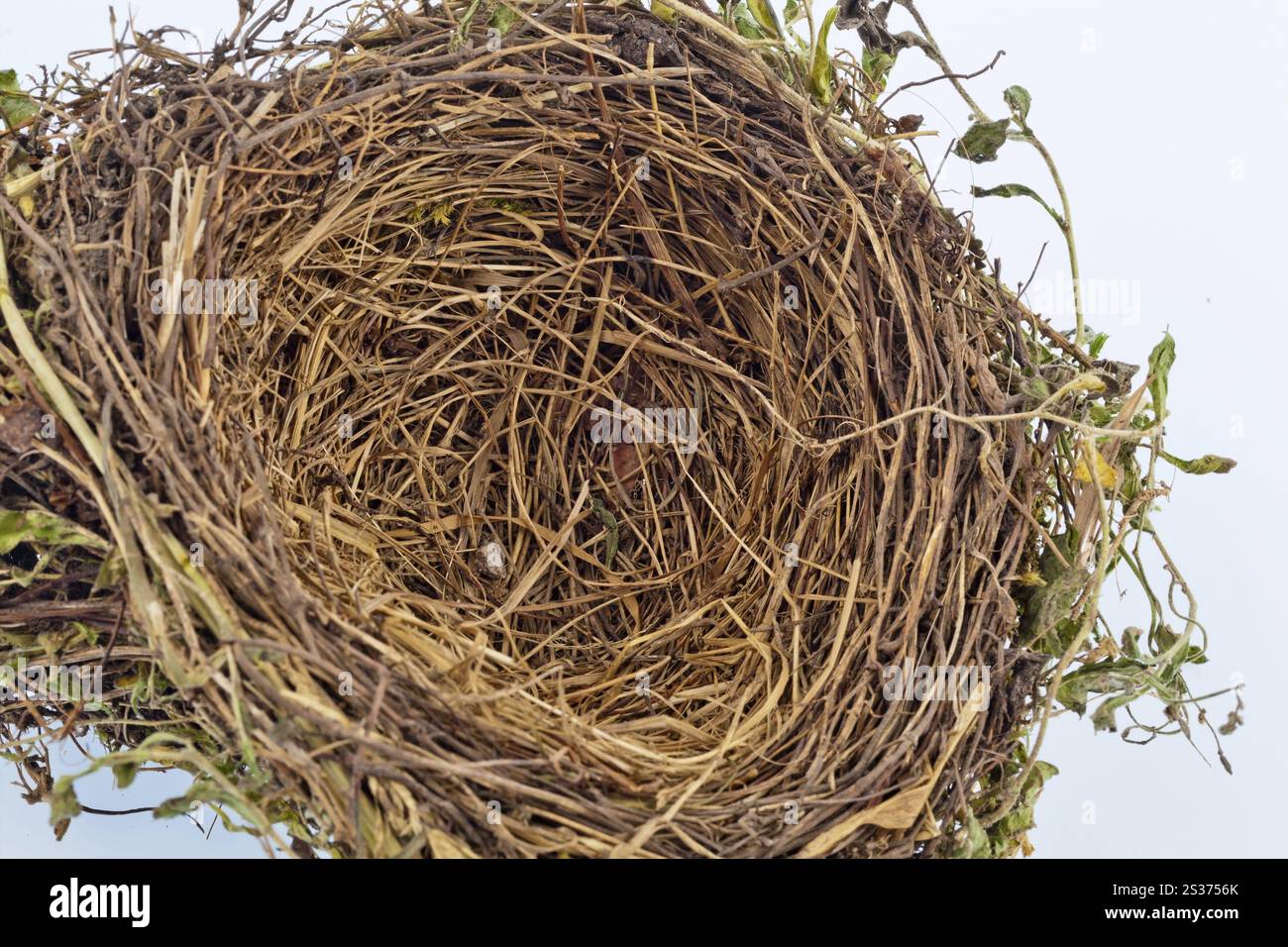 The empty nest of a bird. Empty bird's nest. Symbolic image for ...