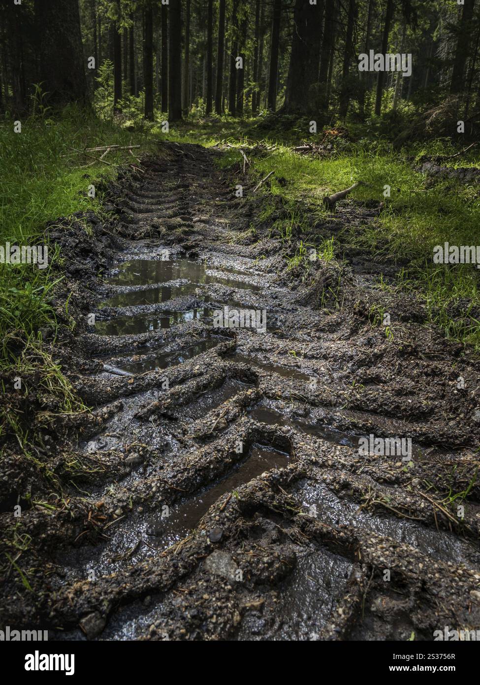 Compressed forest soil from vehicles. Tyre tracks Stock Photo - Alamy