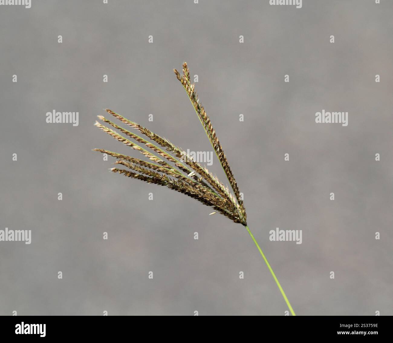 Seeds on a Rhodes grass (Chloris gayana) weed Stock Photo - Alamy