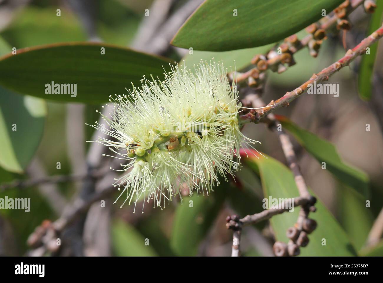 White flower on a Melaleuca tree plant in a garden Stock Photo - Alamy