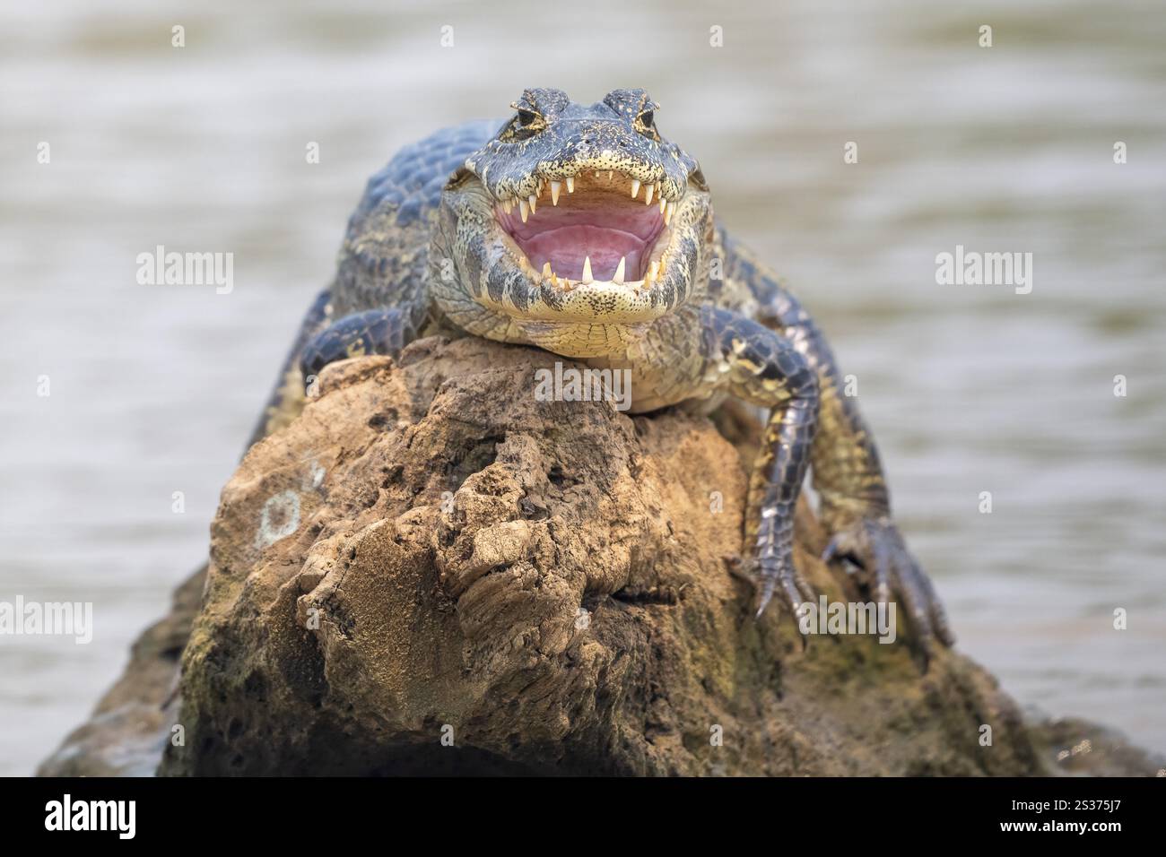 Spectacled caiman (Caiman crocodilus yacara), Crocodile (Alligatoridae ...