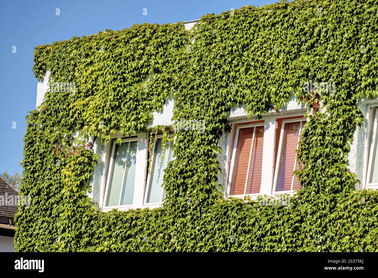 Green house facade, symbol of thermal insulation, insulation, growth ...