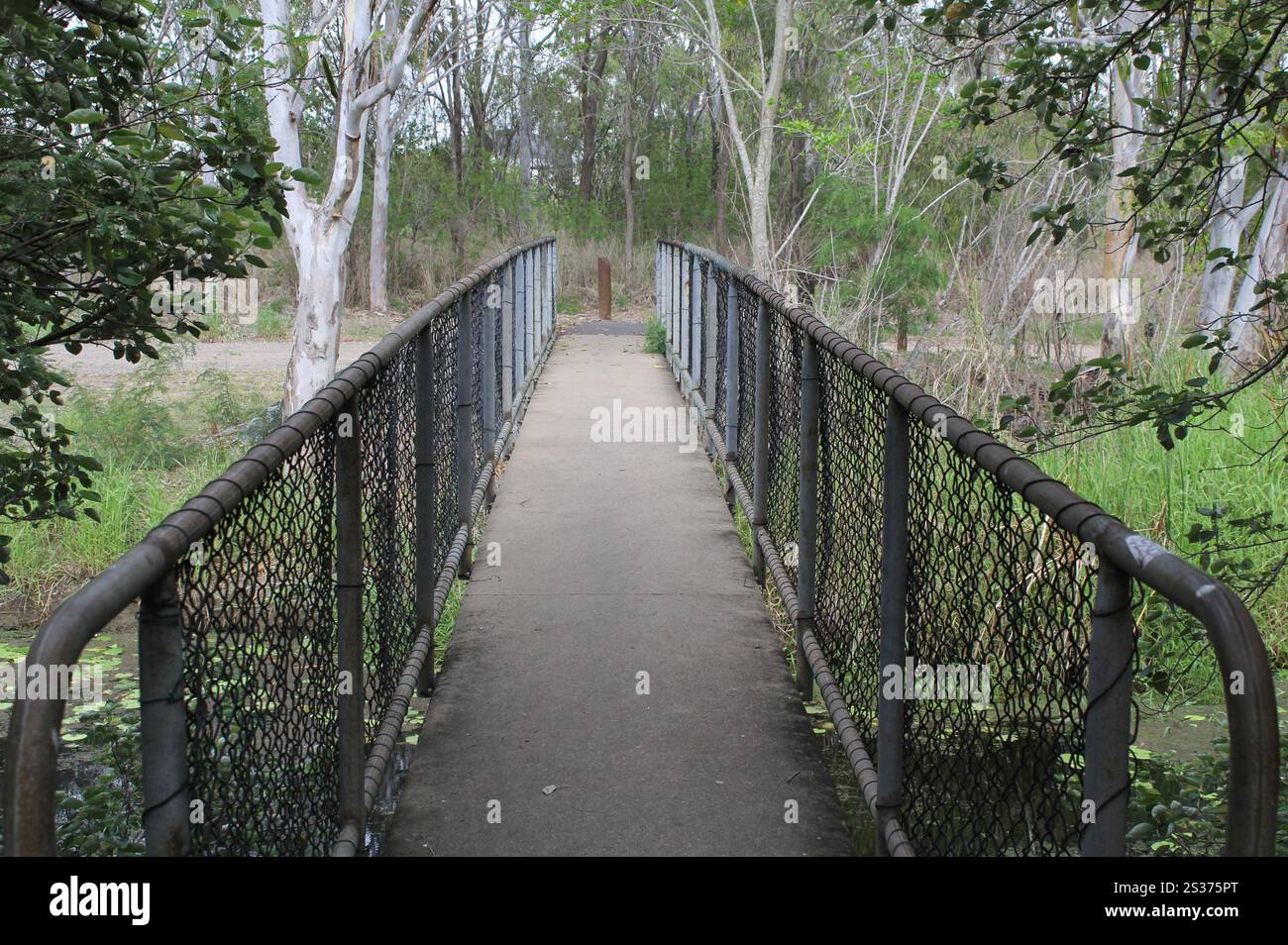 Bridge path with a fence over a creek in a forest of trees Stock Photo ...