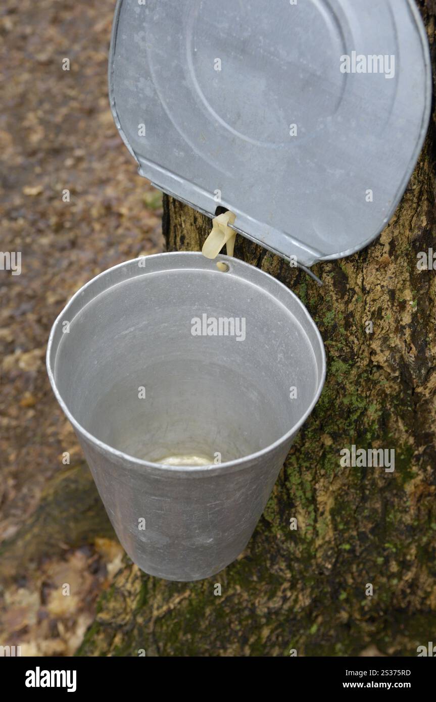Metal bucket attached to a tap in a sugar maple. Collecting maple sap ...