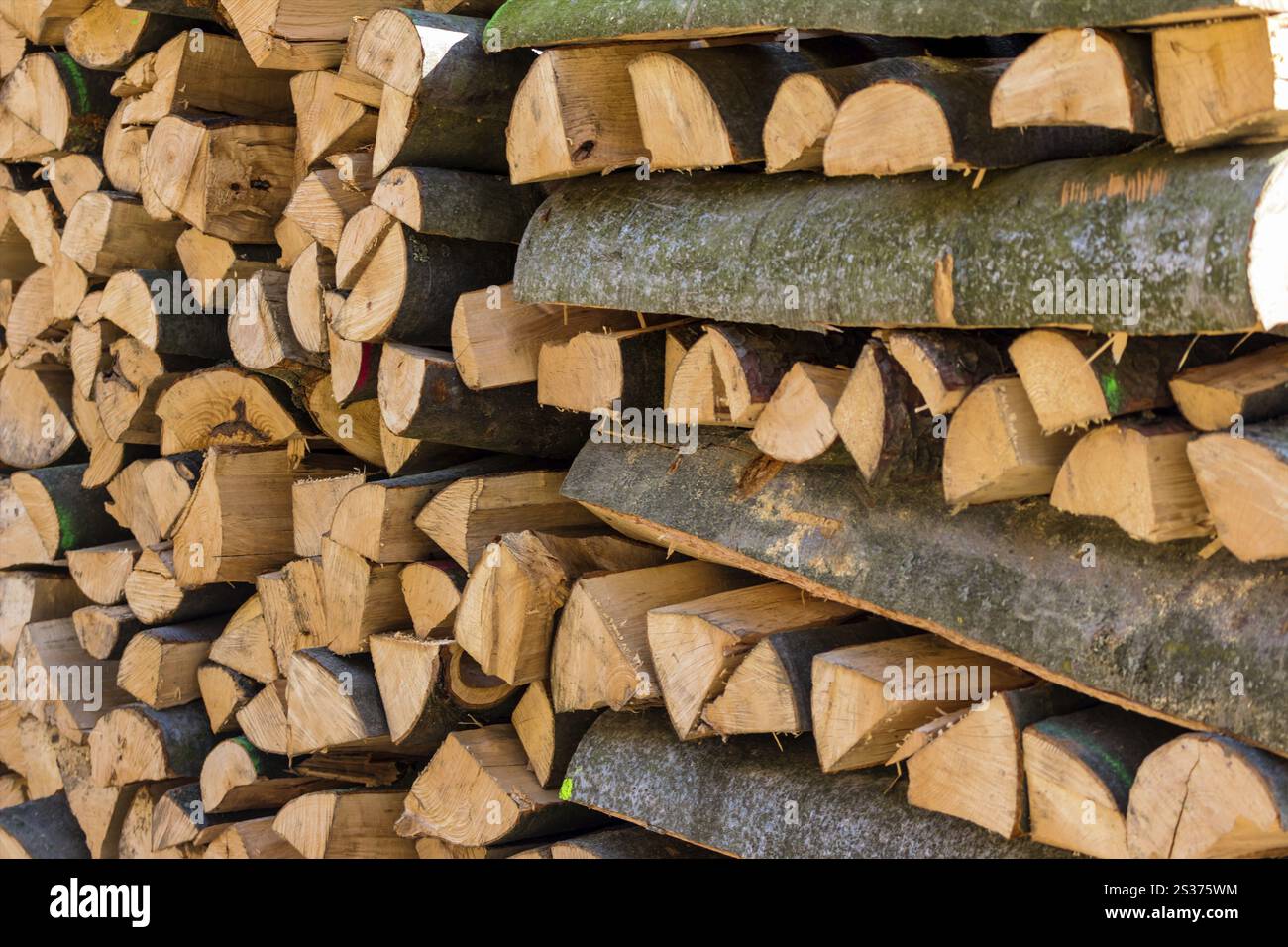 Trees in a forest were cut down during timber work. Natural, energy ...