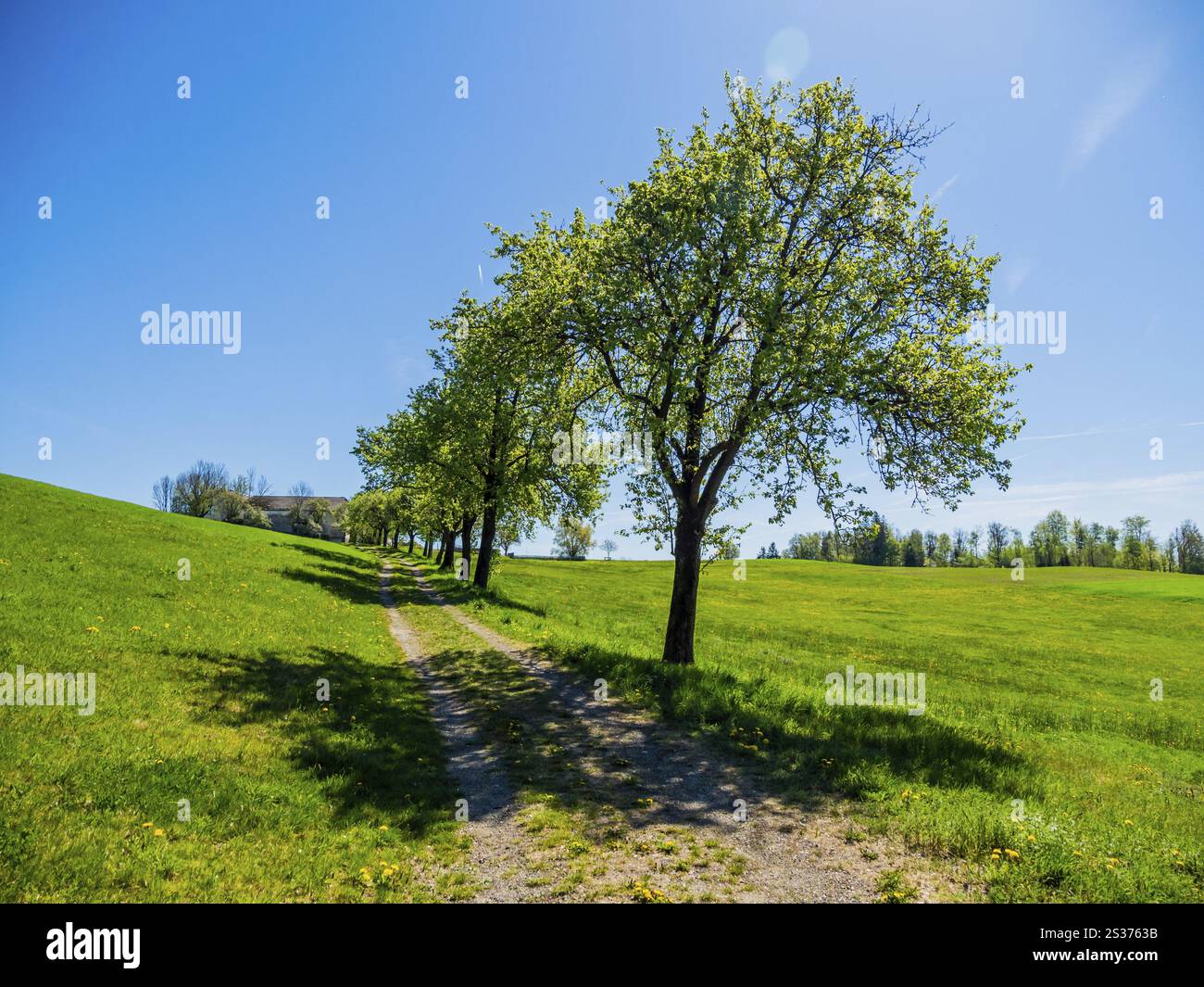 Row of trees with path in spring Stock Photo - Alamy