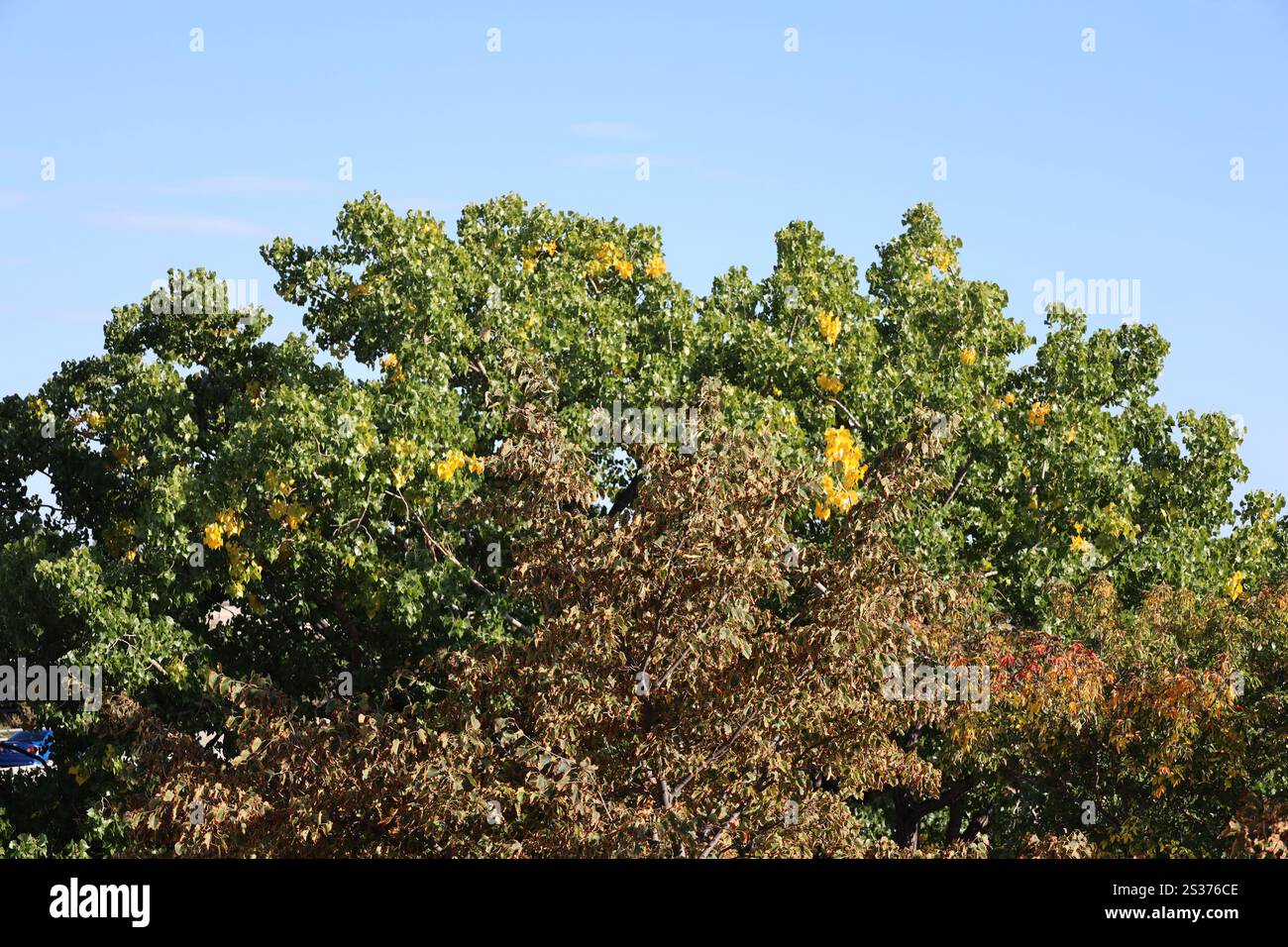 Field in sunlight autumn glow hi-res stock photography and images - Alamy