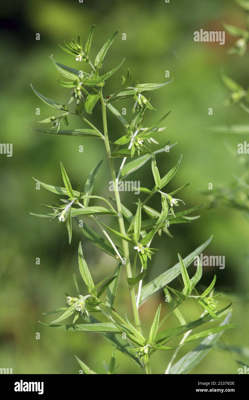 Common stonecrop, Lithospermum officinale, Common Gromwell Stock Photo ...