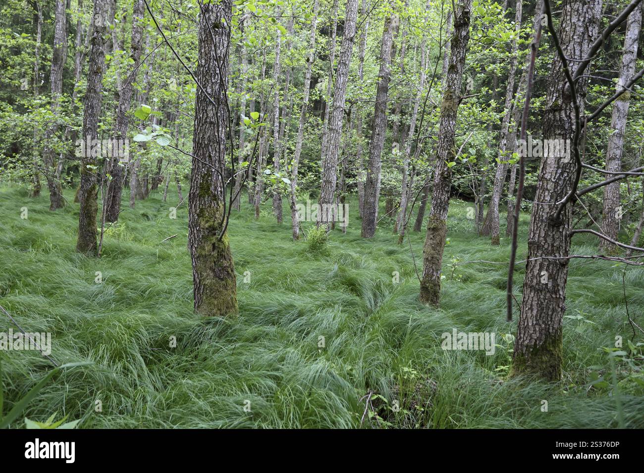 Alder swamp forest with black alder (Alnus glutinosa Stock Photo - Alamy